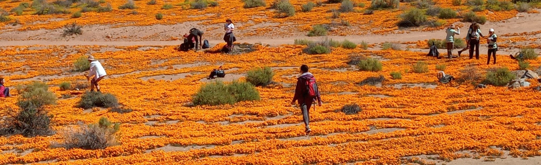 Springbok Flower Trail: 2 Reviews, Map - Northern Cape, South Africa ...