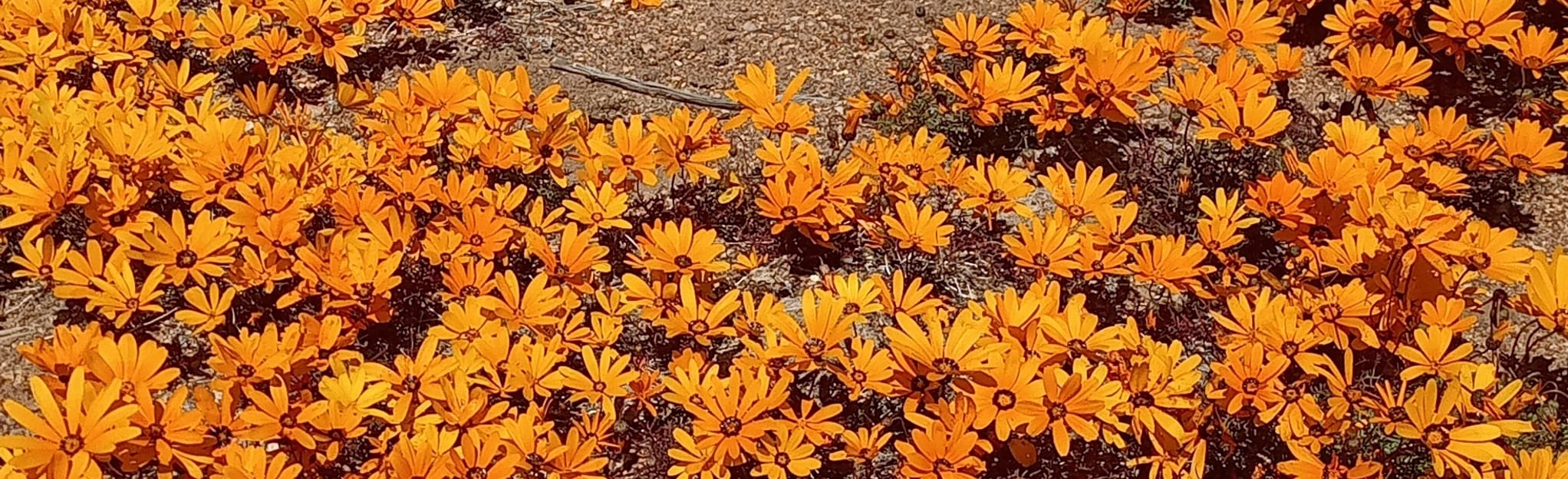 Springbok Flower Trail: 32 foto's - Noord-Kaap, Zuid-Afrika | Wandelen ...