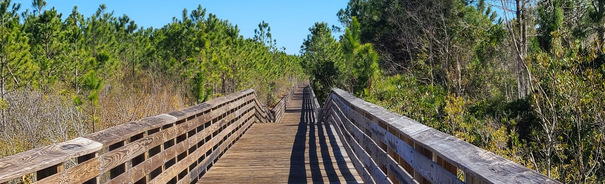 Campground Trail to Armadillo Trail, Alabama - 72 Reviews, Map | AllTrails