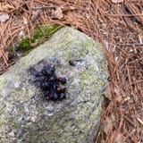 Freetown Fall River State Forest Loop, Massachusetts - 347 Reviews, Map ...