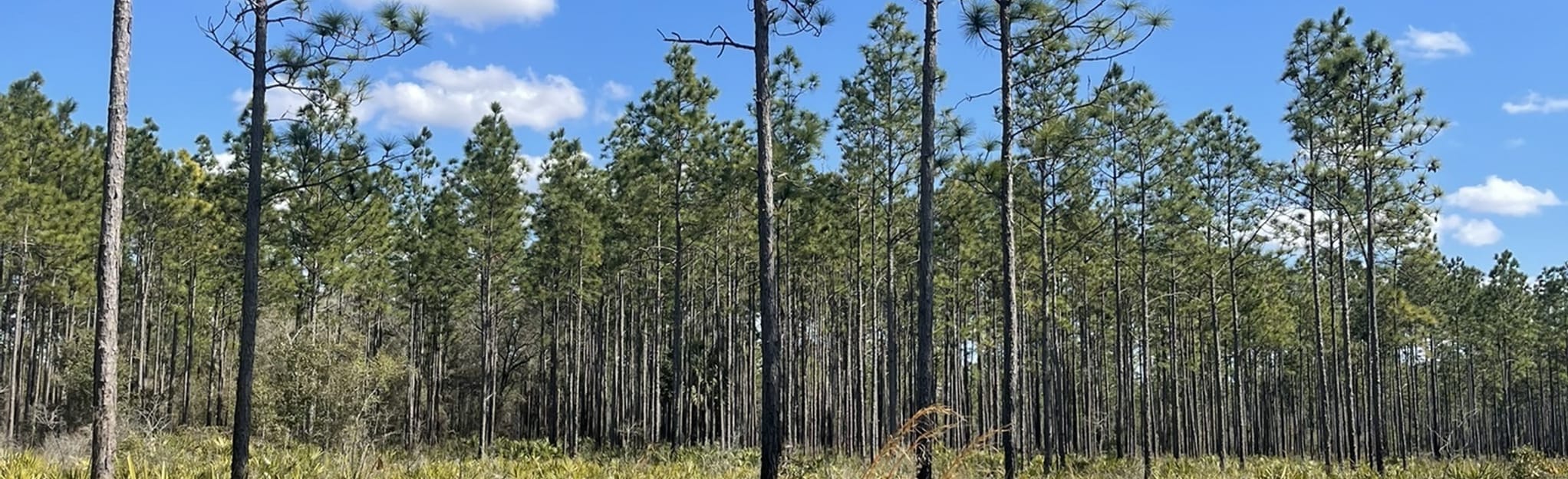 Santa Fe Swamp Loop, Florida - 20 Reviews, Map | AllTrails