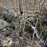 Mathews Arm Overall Run Trail, Virginia - 242 Reviews, Map | AllTrails