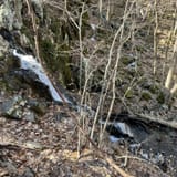 Mathews Arm Overall Run Trail, Virginia - 242 Reviews, Map | AllTrails