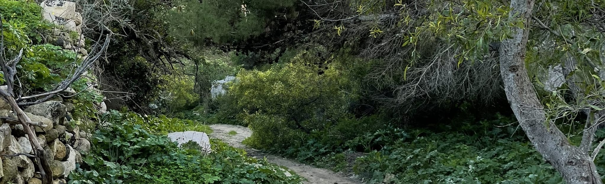 Wied Qirda and The Tomb of the English Lady Trail, Zebbug, Malta - 47 ...