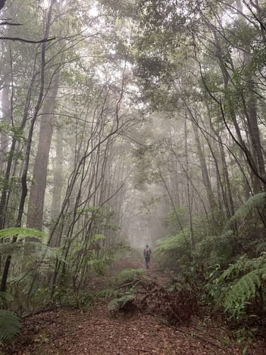 Best Hikes and Trails in Willi Willi National Park | AllTrails