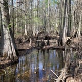 Richloam Wildlife Management Area, Florida - 61 Reviews, Map | AllTrails