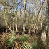 Richloam Wildlife Management Area, Florida - 61 Reviews, Map | AllTrails