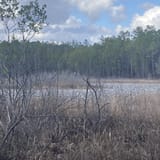 Richloam Wildlife Management Area, Florida - 55 Reviews, Map | AllTrails