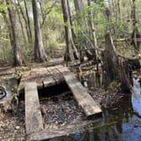 Richloam Wildlife Management Area, Florida - 61 Reviews, Map | AllTrails