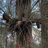 Richloam Wildlife Management Area, Florida - 61 Reviews, Map | AllTrails