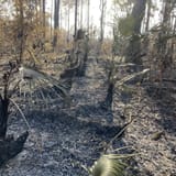 Richloam Wildlife Management Area, Florida - 61 Reviews, Map | AllTrails