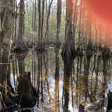 Richloam Wildlife Management Area, Florida - 61 Reviews, Map | AllTrails