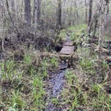 Richloam Wildlife Management Area, Florida - 60 Reviews, Map | AllTrails