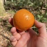Richloam Wildlife Management Area, Florida - 55 Reviews, Map | AllTrails