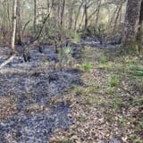 Richloam Wildlife Management Area, Florida - 61 Reviews, Map | AllTrails