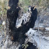 Richloam Wildlife Management Area, Florida - 61 Reviews, Map | AllTrails