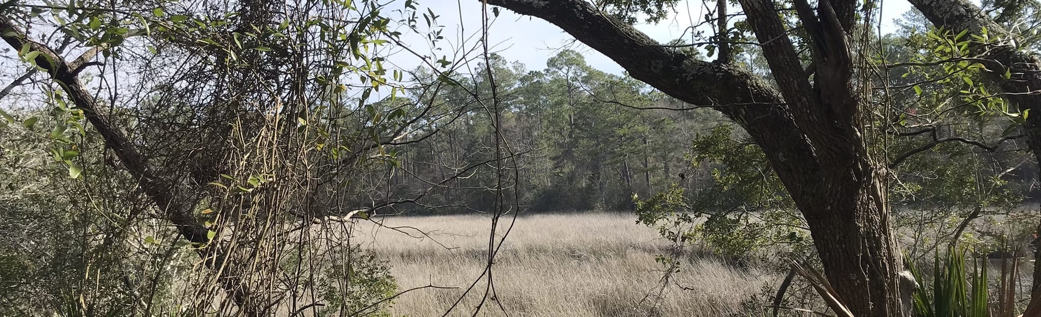 Shepard State Park BOP Loop: 6 Reviews, Map - Mississippi | AllTrails