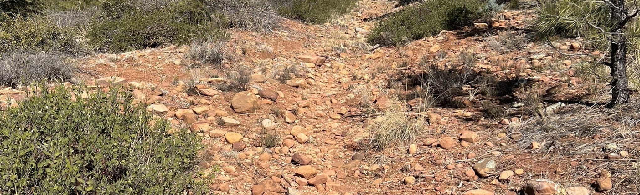 Dude Fire Memorial Trail: 12 Reviews, Map - Arizona | AllTrails