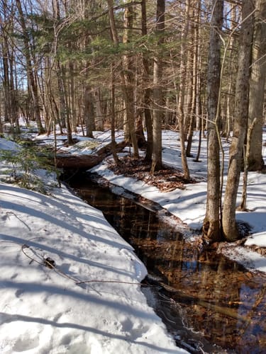 Best Hikes and Trails in Nelson Swamp Unique Area | AllTrails