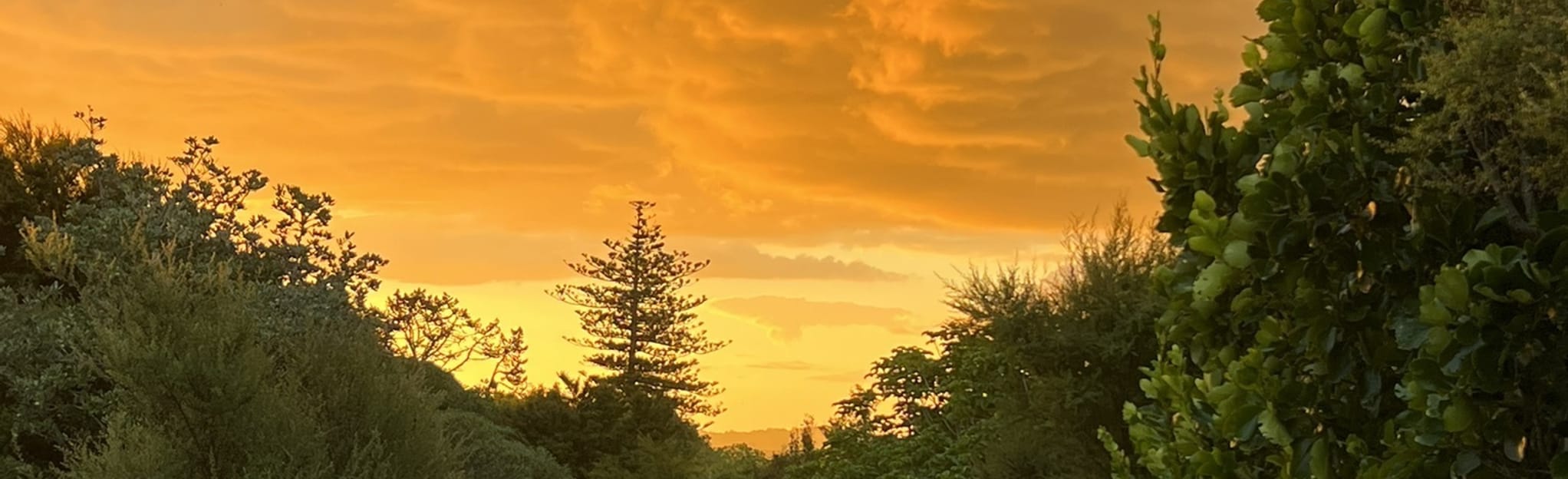 Point View Loop Path: 29 Reviews, Map - Auckland, New Zealand | AllTrails