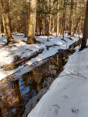 Best Hikes and Trails in Nelson Swamp Unique Area | AllTrails