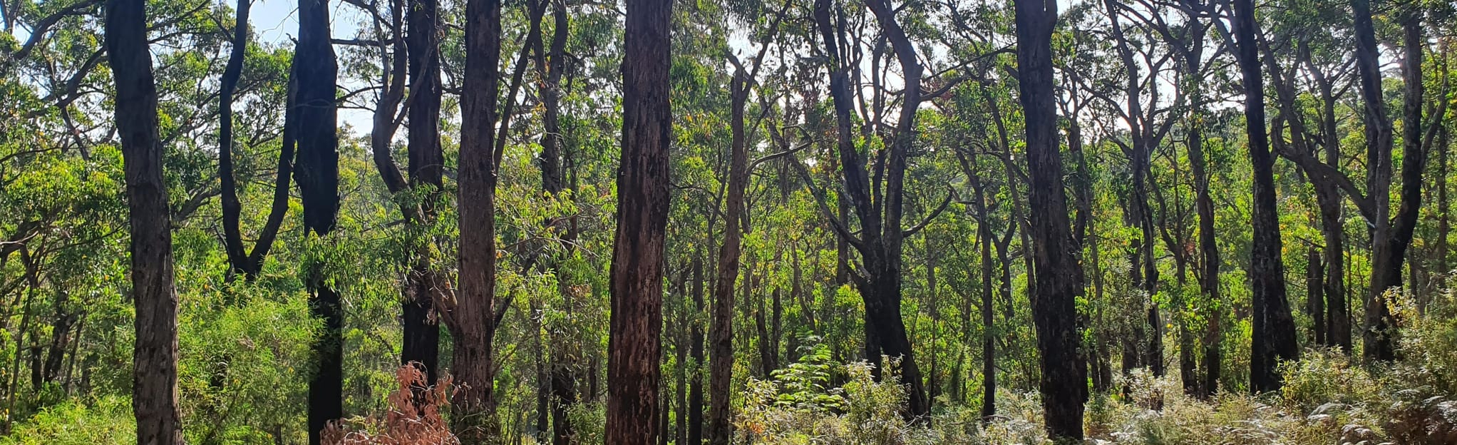 Beaconsfield Reserve Loop: 13 foto's - Victoria, Australië | Wandelen - AllTrails