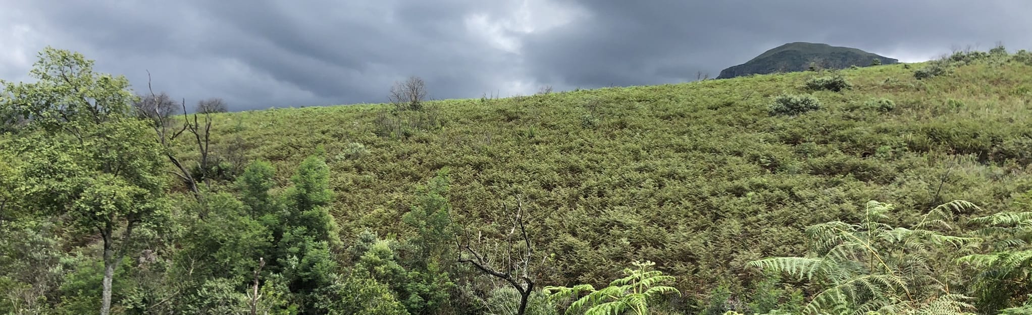Fern Forest Trail: 4 Reviews, Map - Kwazulu-Natal, South Africa | AllTrails