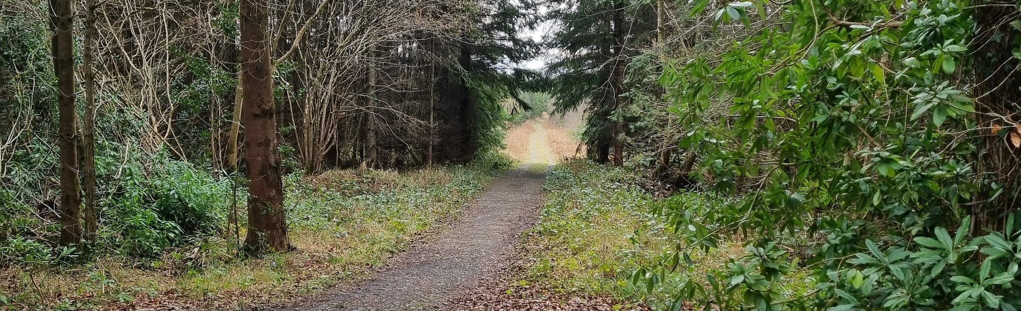 Ballybrittas Walk, County Laois, Ireland - 97 Reviews, Map | AllTrails