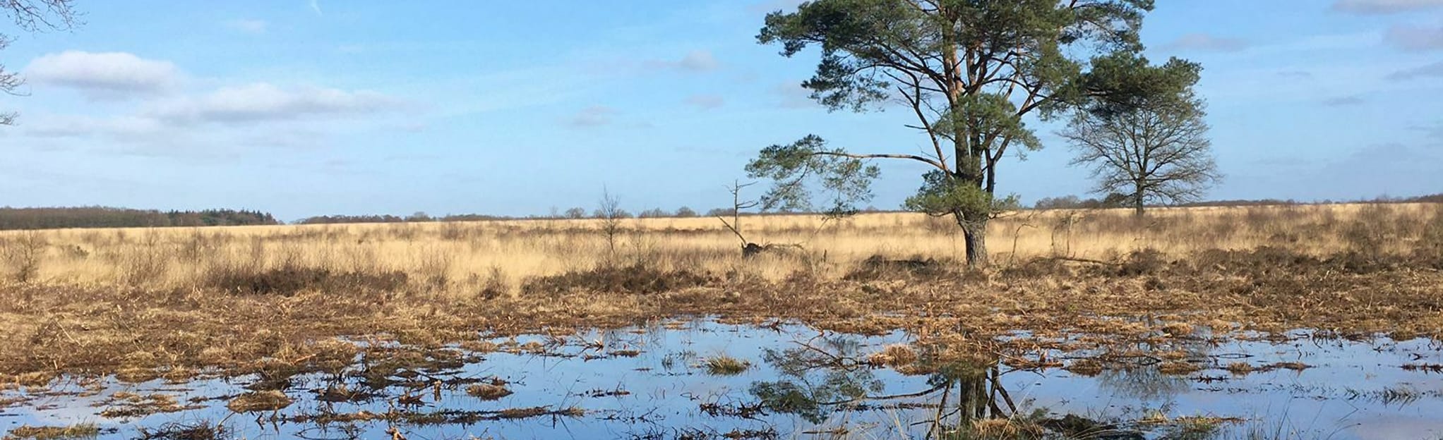 Noordsche Veld Purple Trail, Drenthe, Netherlands - 25 Reviews, Map ...