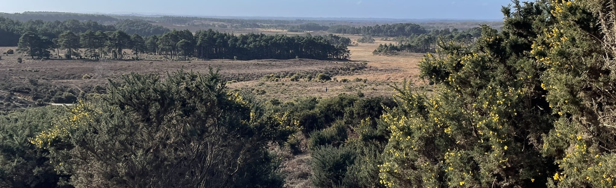 Burley Village and Long Pond Circular: 346 Reviews, Map - Hampshire ...