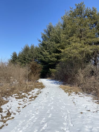 Best Hikes and Trails in Grunwald Farms Forest Preserve | AllTrails