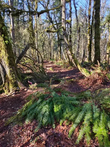10 Best Trails and Hikes in Maple Valley | AllTrails