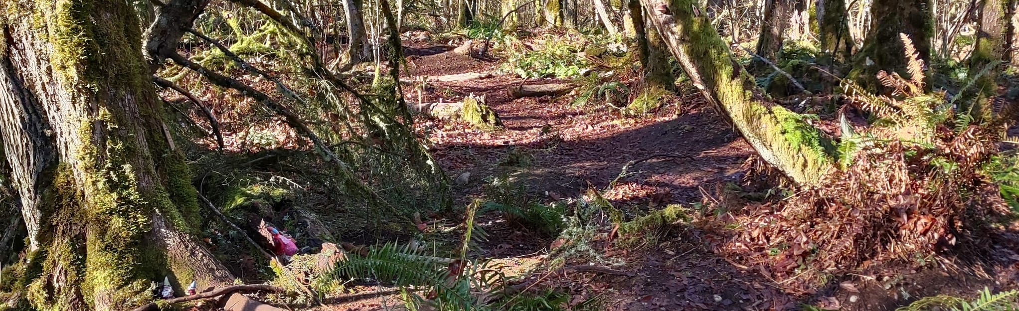 Maple Valley Gnome Trail: 792 foto's - Washington | Wandelen - AllTrails