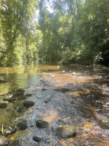 10 Best Forest Trails in Tully Falls National Park | AllTrails