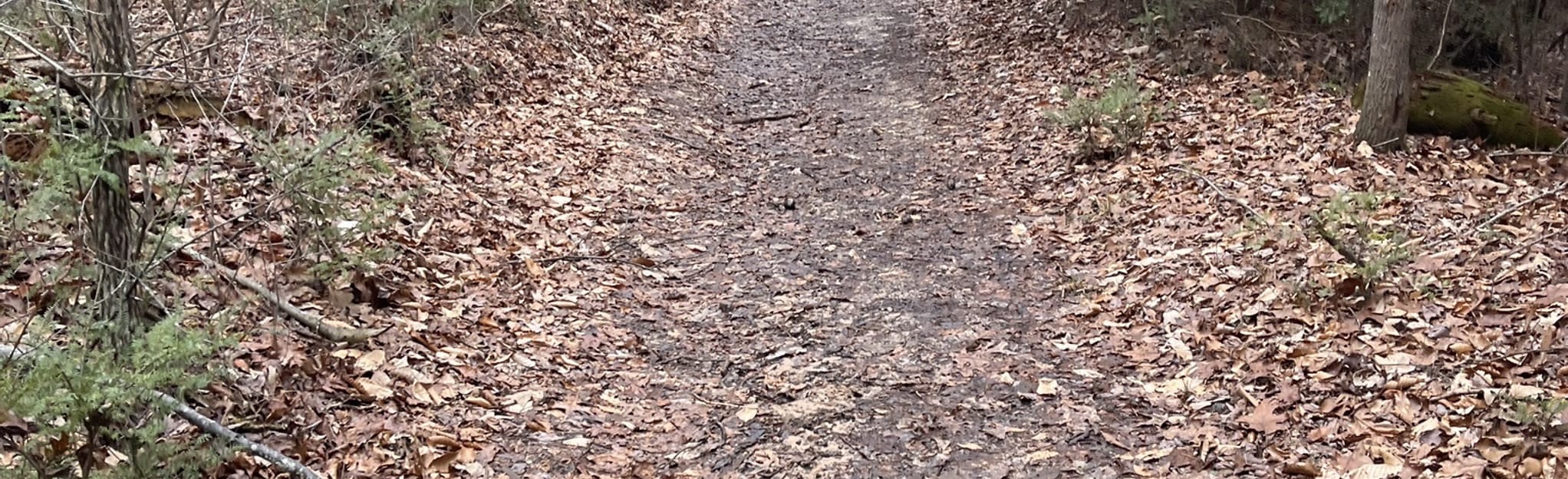 Azalea Trail and Chestnut Trail Loop, Tennessee - 120 Reviews, Map ...