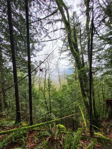 10 Best Mountain Biking Trails in Maple Ridge | AllTrails