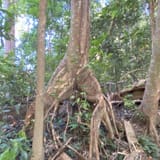 Mount Jerai via Merbok Trail, Kedah, Malaysia - 18 Reviews, Map | AllTrails