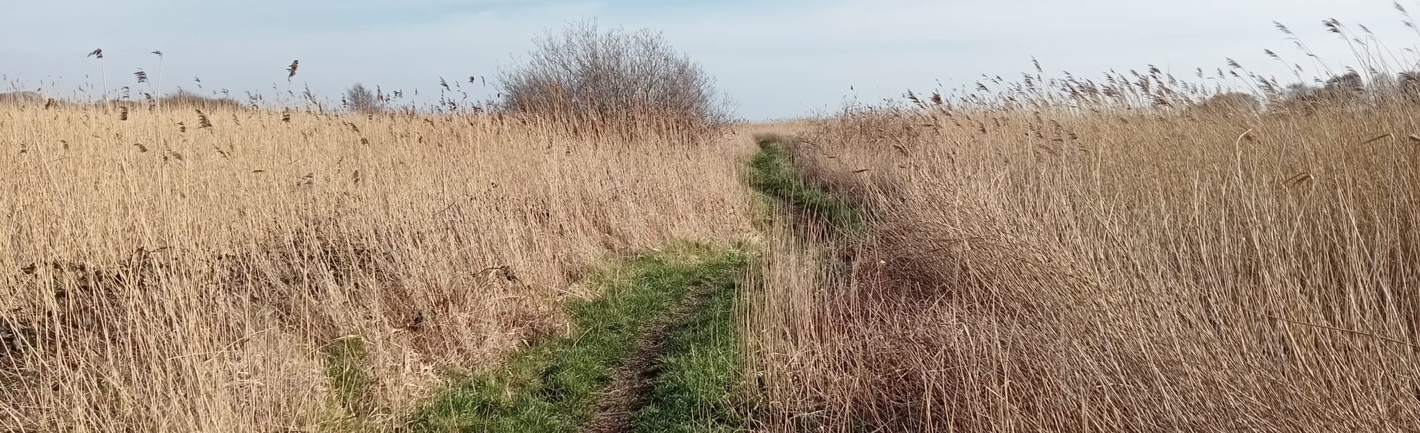 Dunwich Forest Walk, Suffolk, England - 9 Reviews, Map | AllTrails