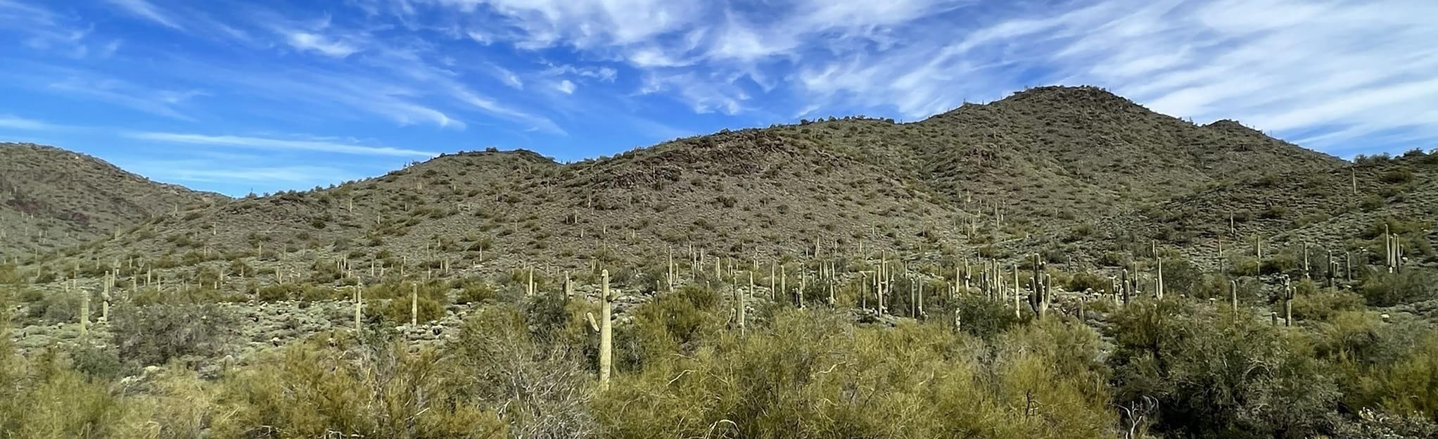 AllTrails | Michelin Man Saguaro Cactus Trail: 94 Reviews, Map - Arizona