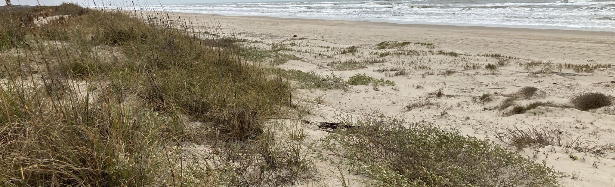 Padre Island National Seashore - Texas | AllTrails