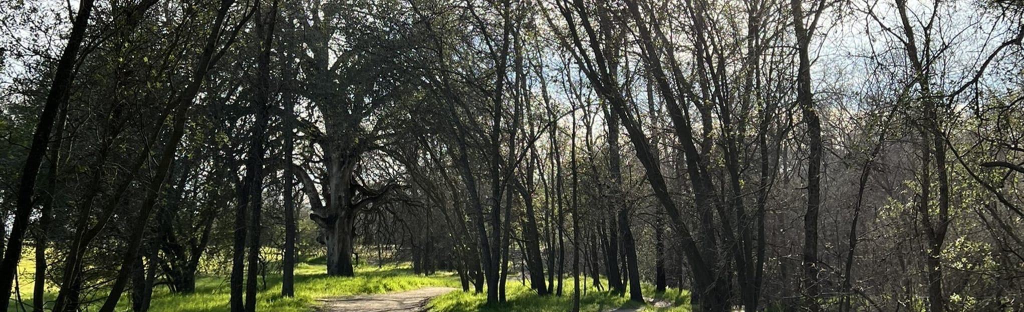 Johnson Springview Outer Loop - California | AllTrails