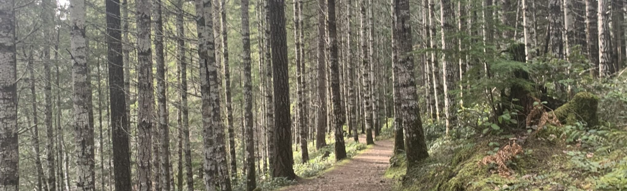 Silvermine Trail Full Loop, British Columbia, Canada - 37 Reviews, Map ...