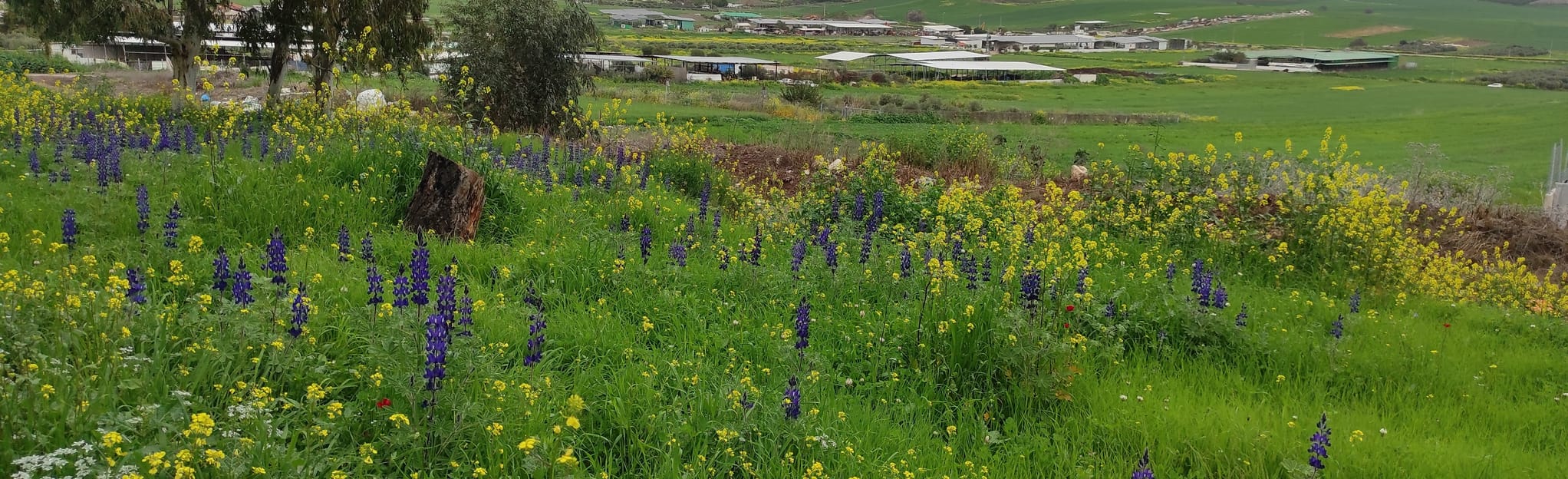 Kochav HaYarden to Geva via Nahal Tavor and Kfar Kama Forest, Northern ...