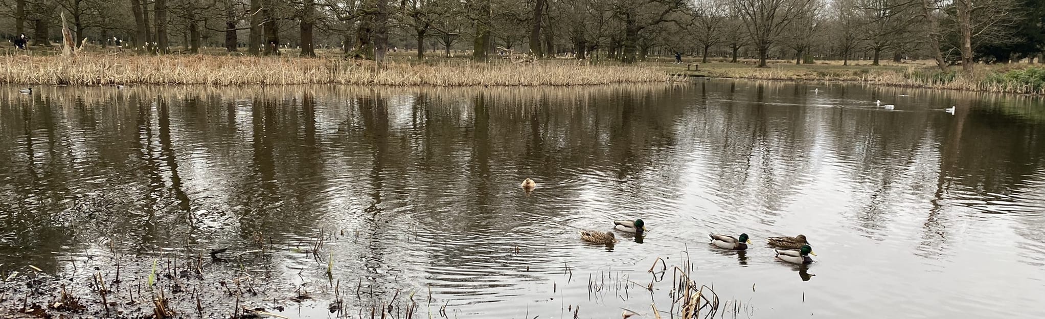 Dunham Massey Park Extended Circular, Greater Manchester, England - 45 ...
