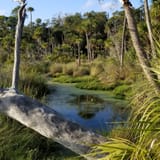 Bulow Woods Hiking Trail, Florida - 204 Reviews, Map | AllTrails