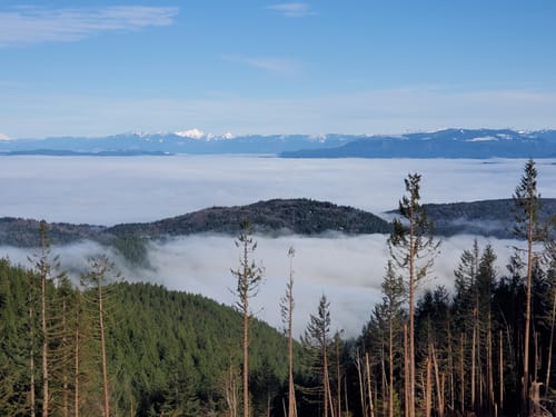 2023 Best 10 Moderate Trails in Tiger Mountain State Forest | AllTrails