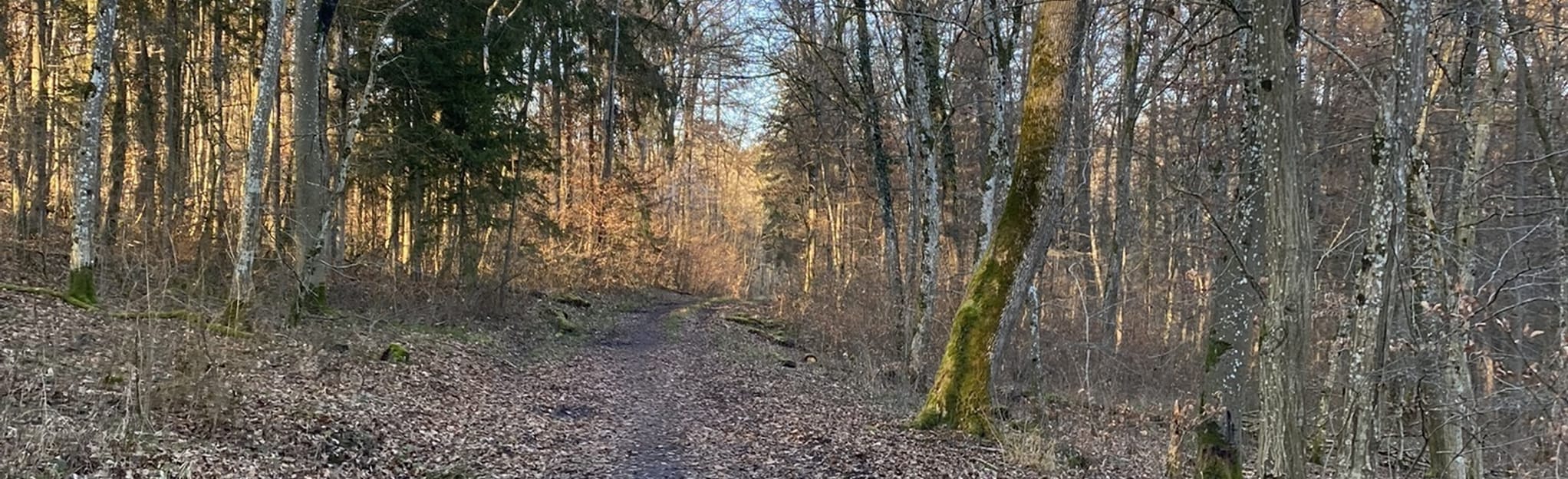 Allenberg-Tour, Saarland, Germany - Map, Guide | AllTrails