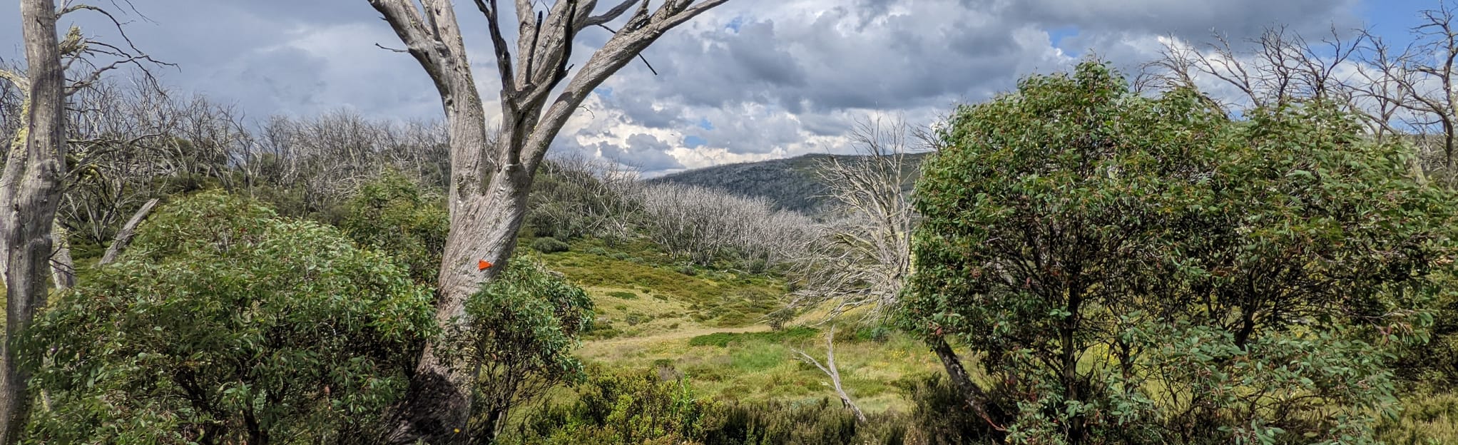 Mount Jaithmathang Summit: 26 Reviews, Map - Victoria, Australia ...