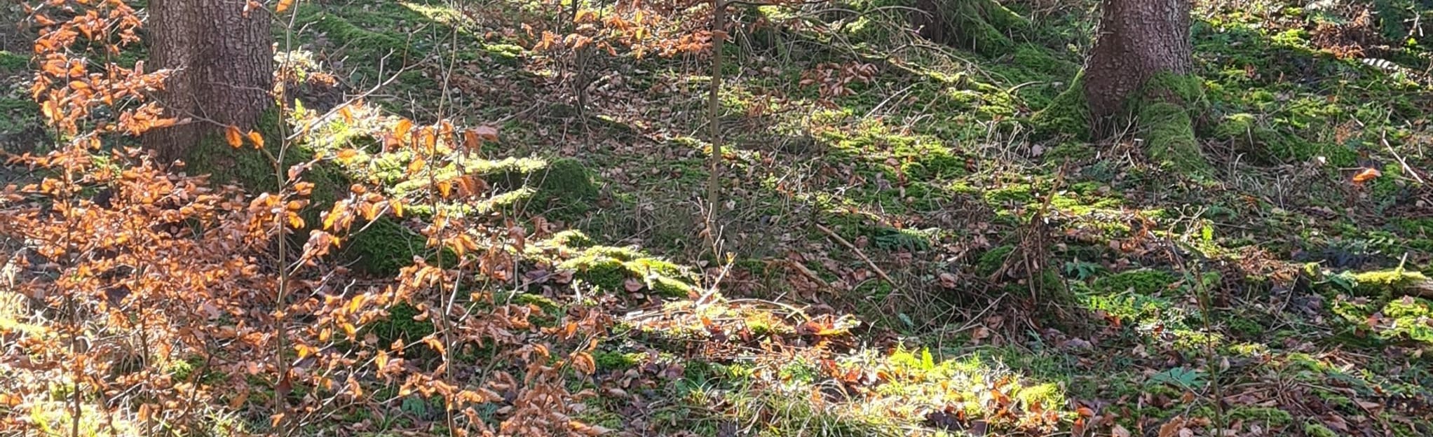 Magstadt Arboretum, Baden-Wuerttemberg, Germany - Map, Guide | AllTrails