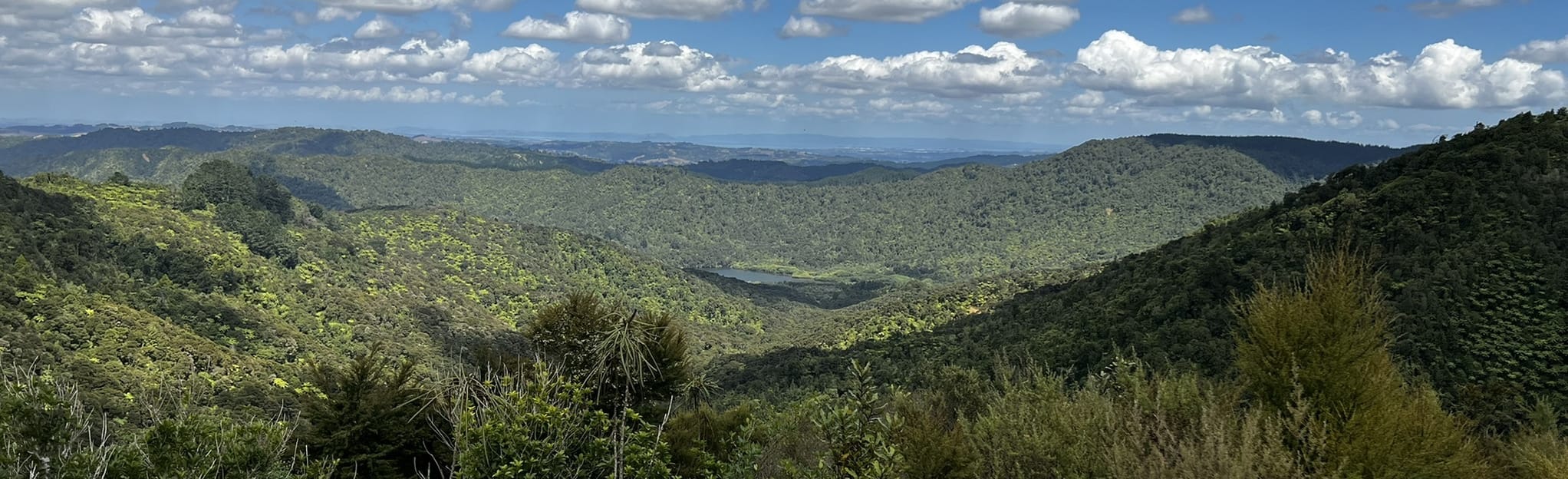 Ernies Loop Track: 190 Reviews, Map - Auckland, New Zealand | AllTrails
